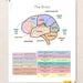 Human Brain Poster Anatomy Print Decor Medical Print Neurology ...