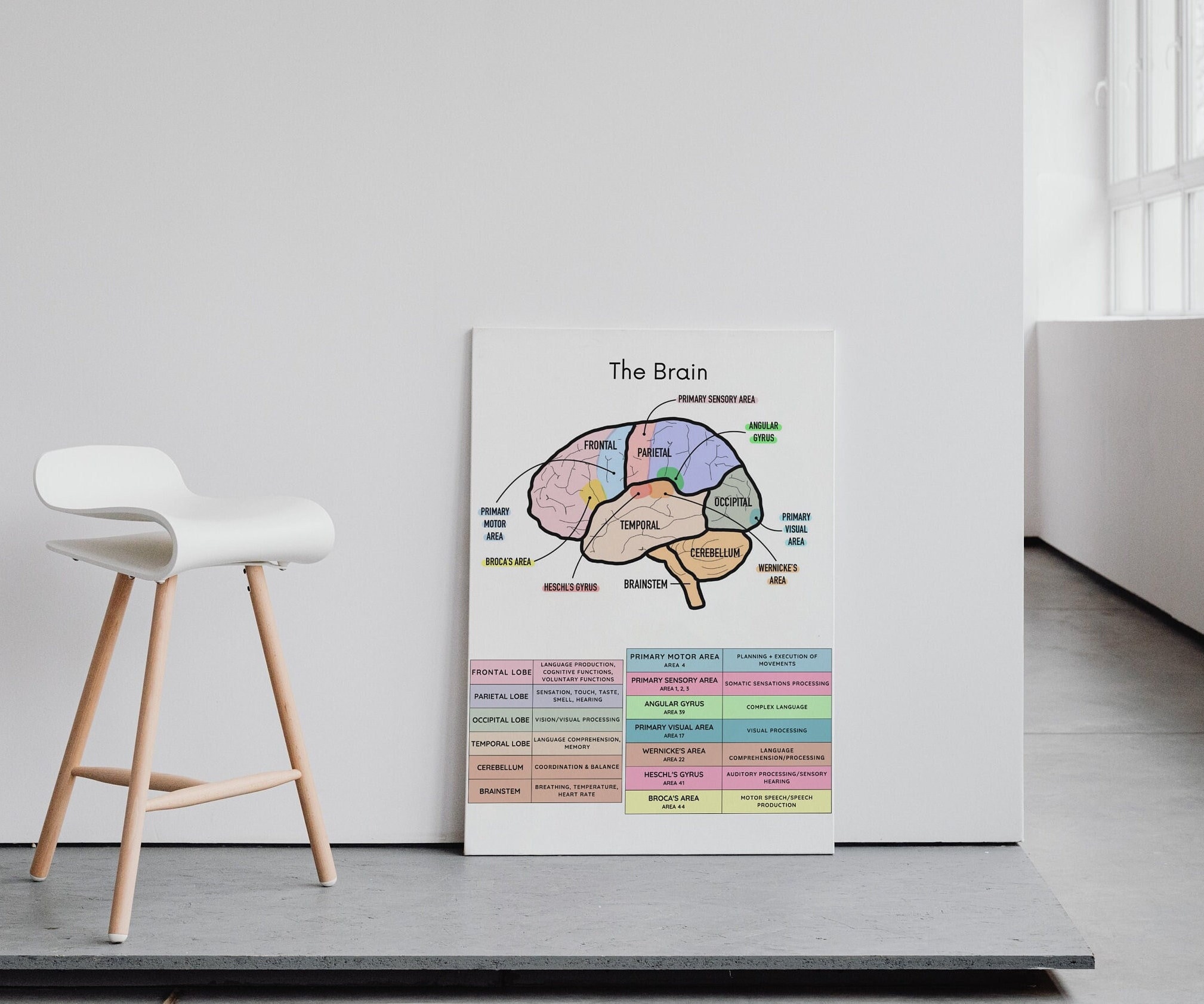 Human Brain Poster Anatomy Print Decor Medical Print Neurology ...