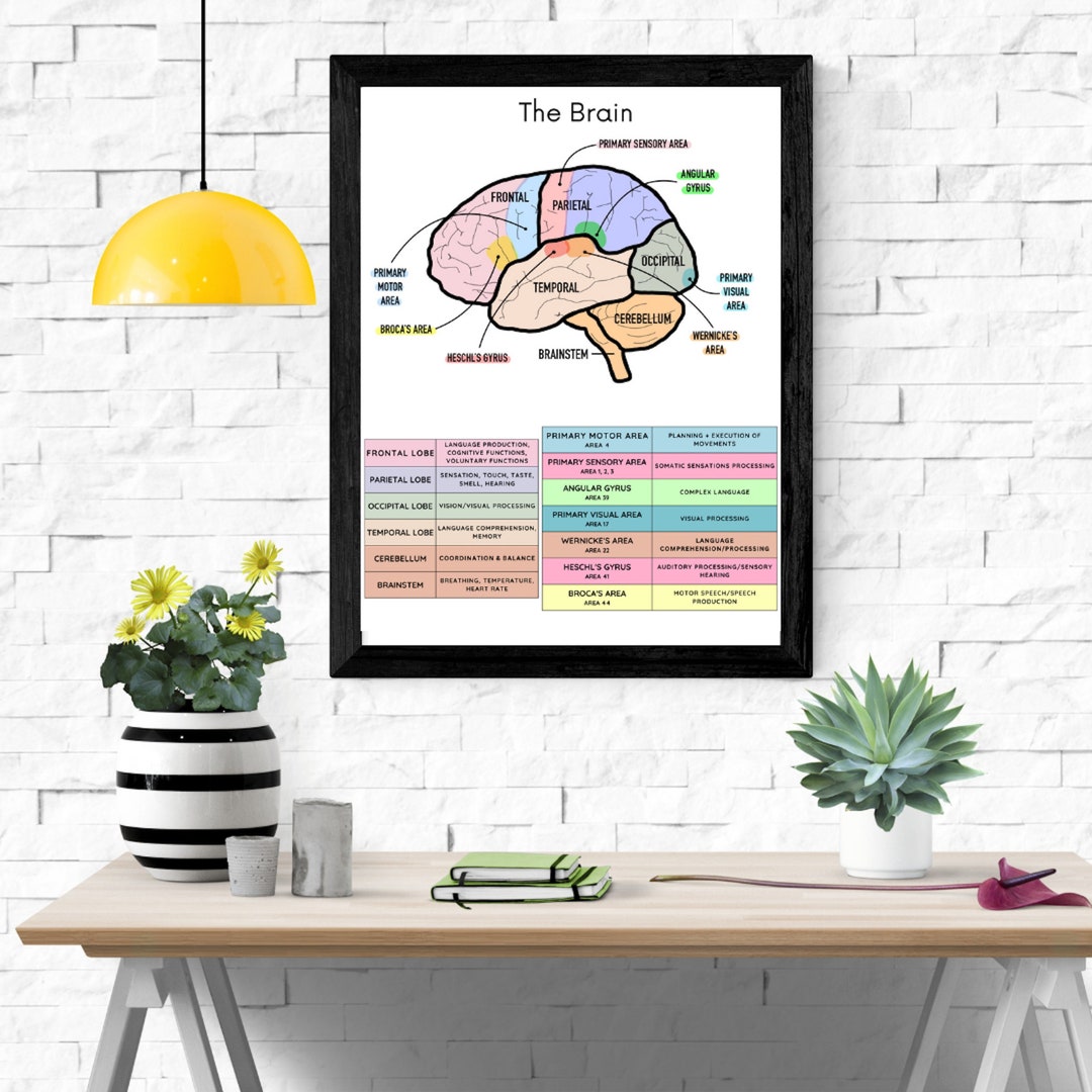 Human Brain Poster Anatomy Print Decor Medical Print Neurology - Etsy
