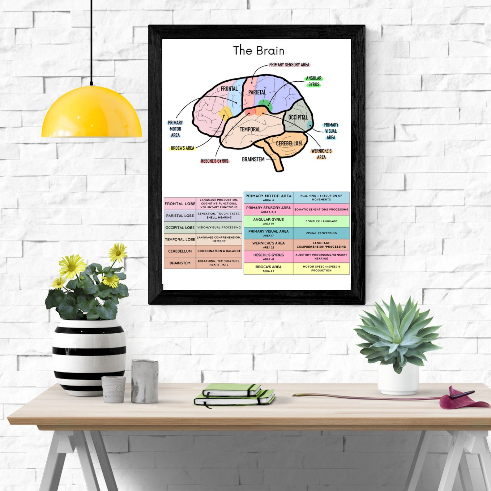 Human Brain Poster Anatomy Print Decor Medical Print Neurology ...