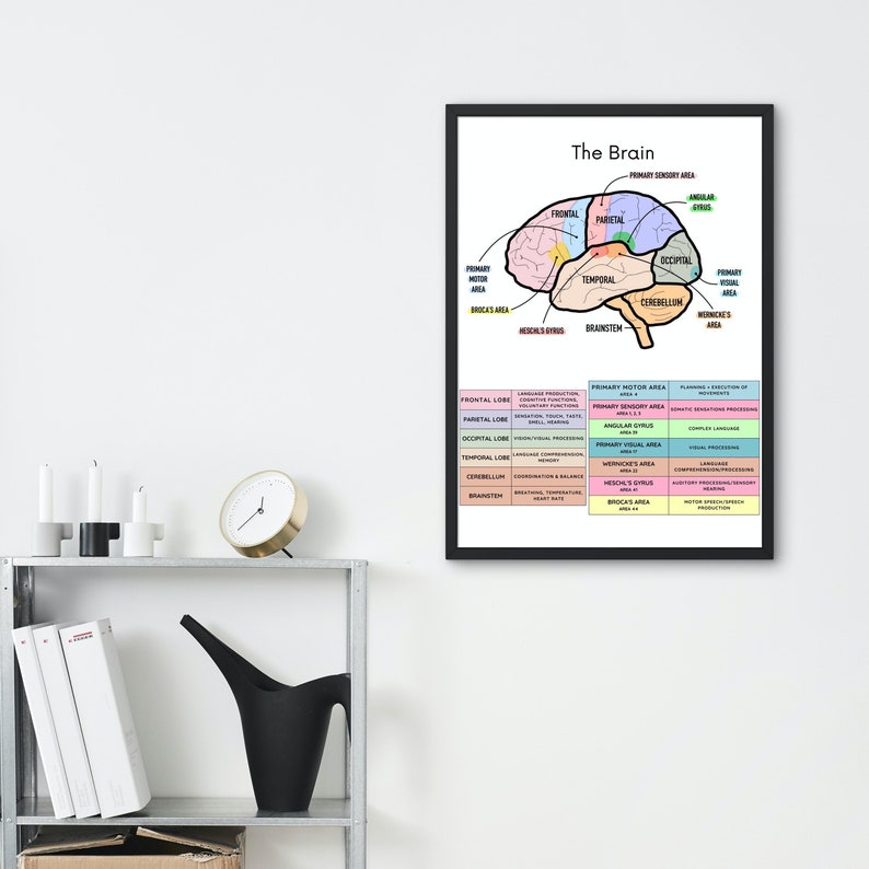 Human Brain Poster Anatomy Print Decor Medical Print Neurology ...