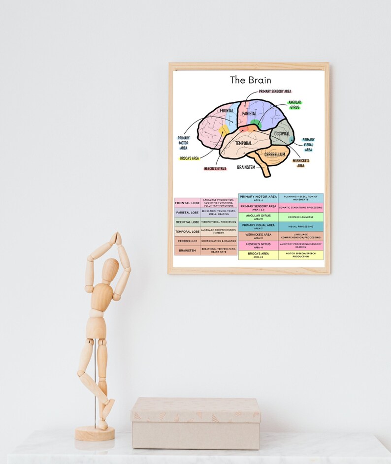 Human Brain Poster Anatomy Print Decor Medical Print Neurology ...