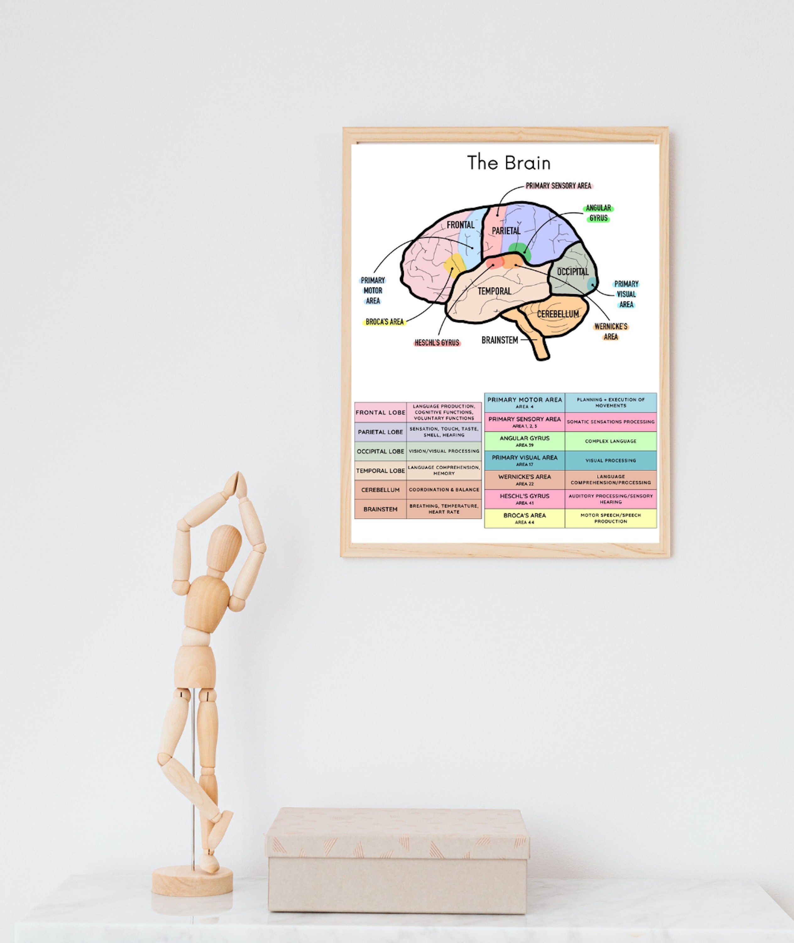 Human Brain Poster Anatomy Print Decor Medical Print Neurology ...