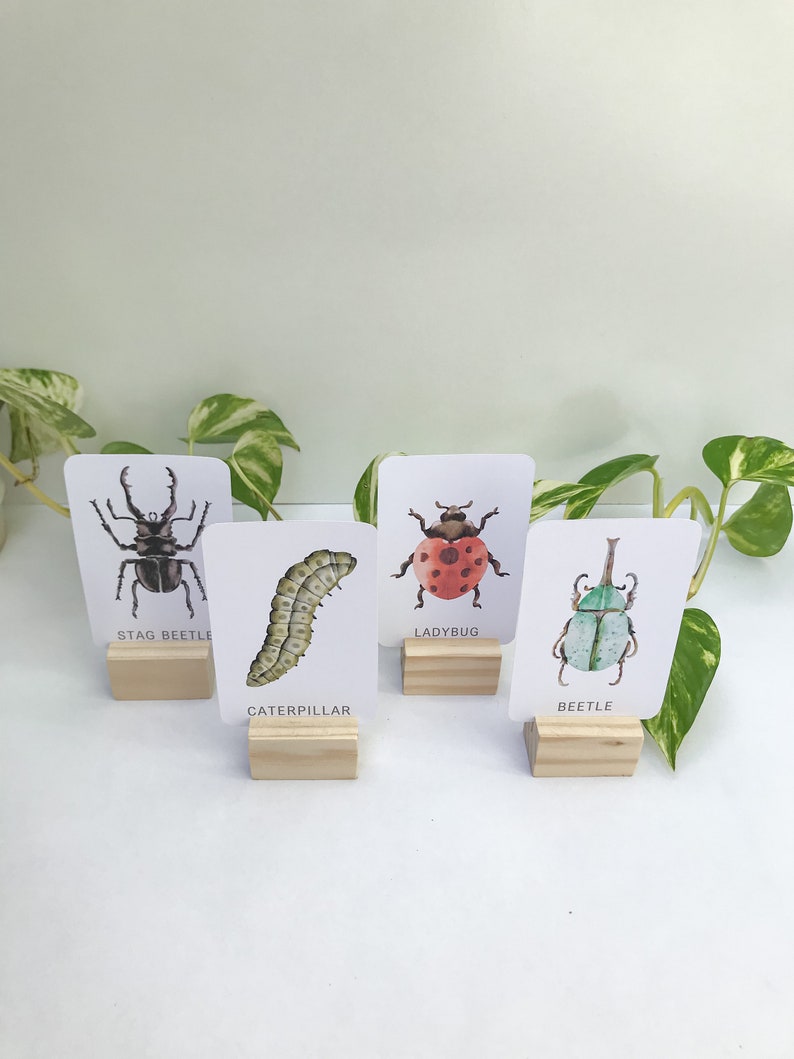 24 Children's Minibeast Flashcards Printable #2, Kids Insect Cards ...
