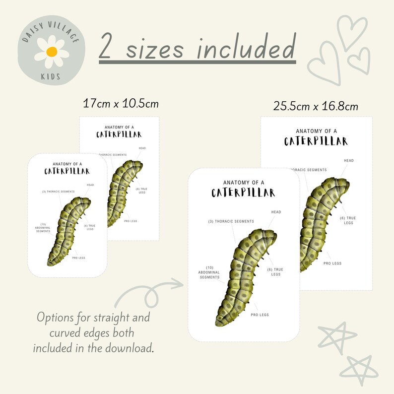 10 Minibeast ANATOMY Cards Printable Children's Kids - Etsy