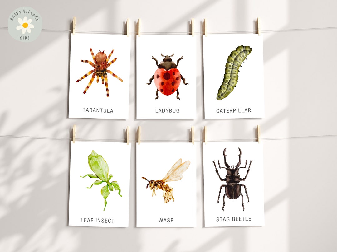 24 Children's Minibeast Flashcards Printable 2 Kids - Etsy