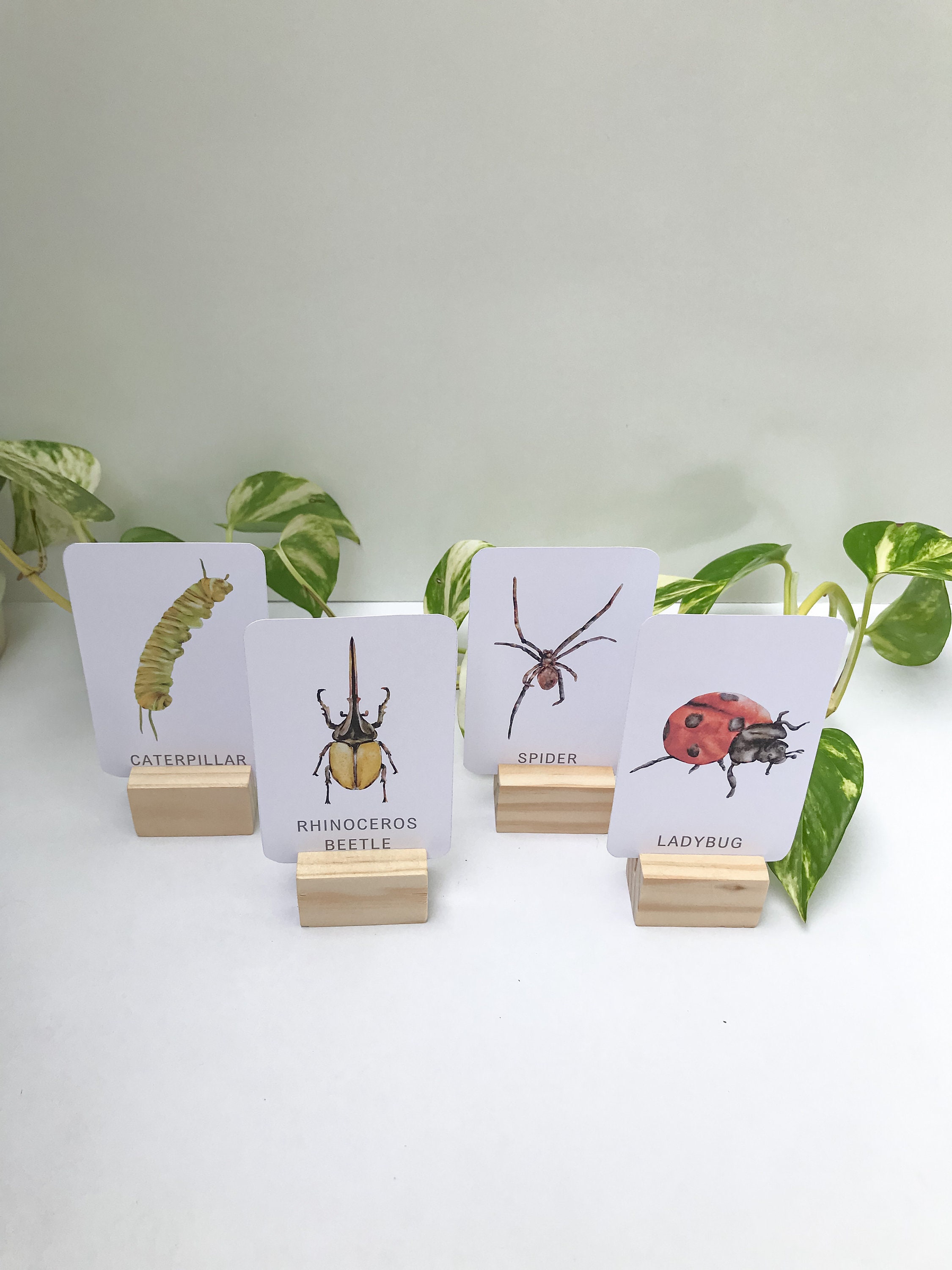24 Children's Minibeast Flashcards Printable 1, Kids Insect Cards, Bugs ...