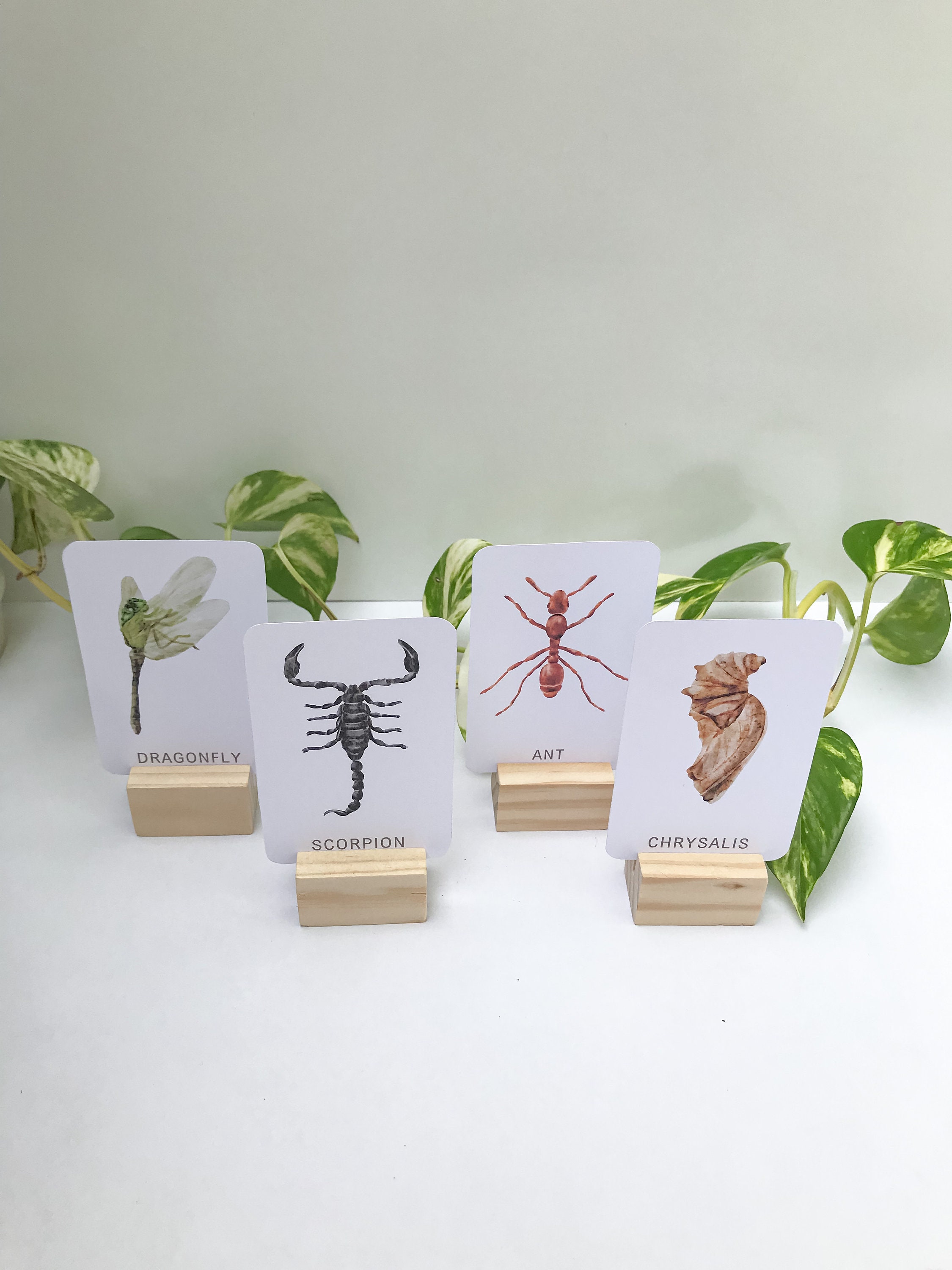 24 Children's Minibeast Flashcards Printable 1, Kids Insect Cards, Bugs ...