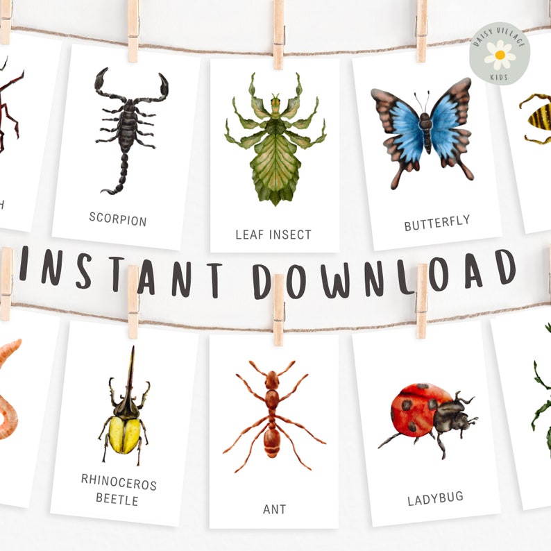 24 Children's Minibeast Flashcards Printable 1 Kids - Etsy