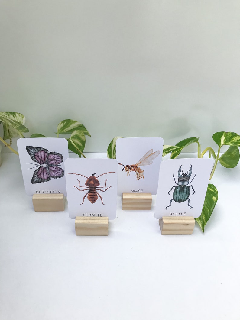 24 Children's Minibeast Flashcards Printable #2, Kids Insect Cards ...
