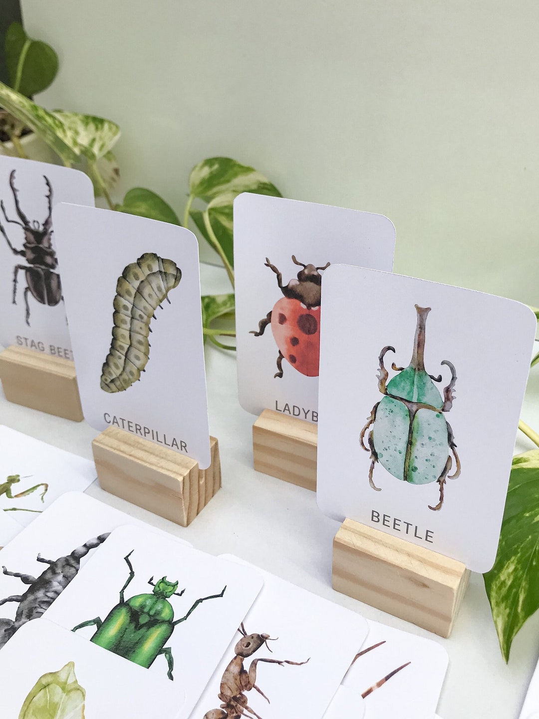24 Children's Minibeast Flashcards Printable #2, Kids Insect Cards ...