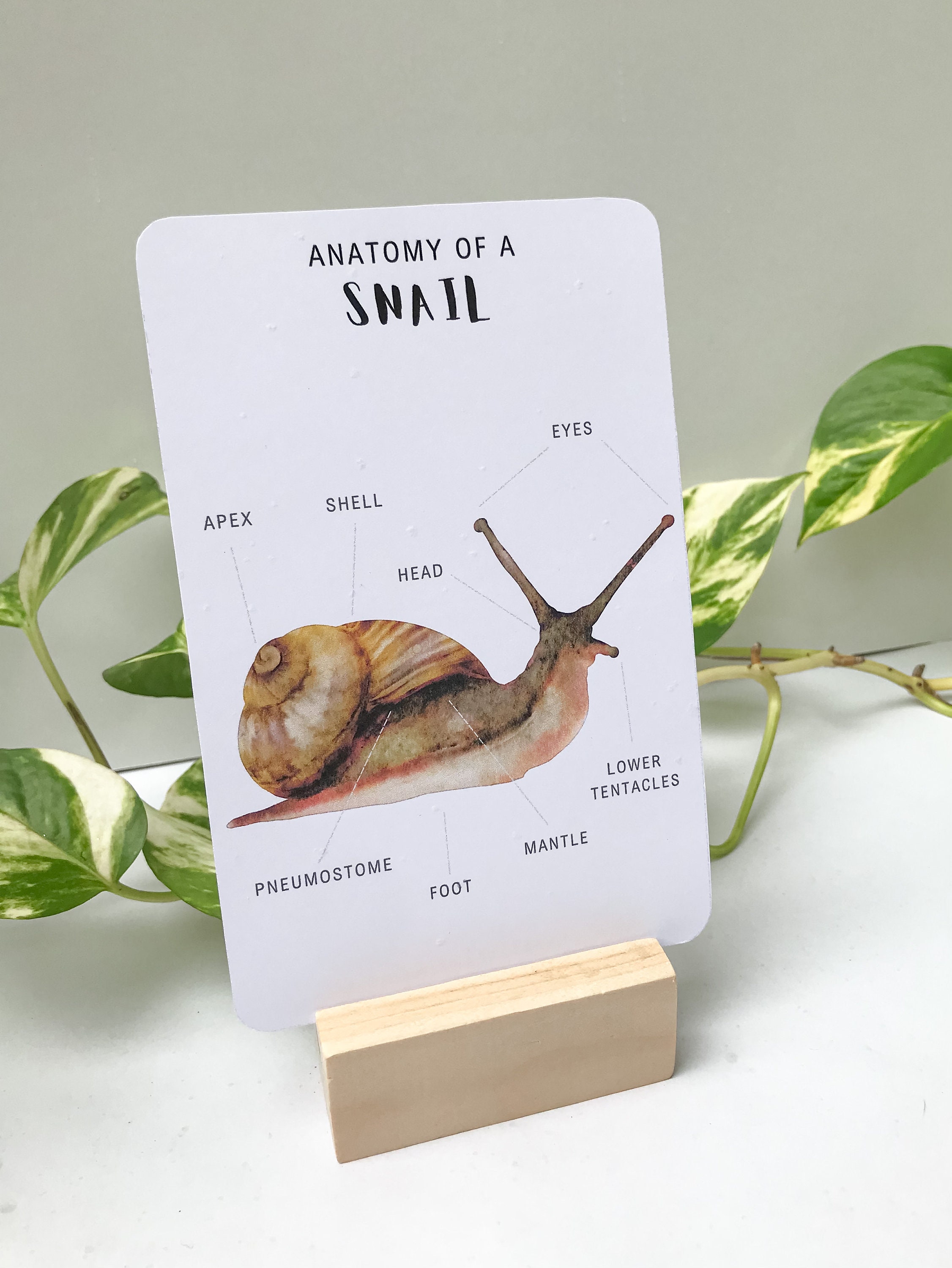 10 Minibeast ANATOMY Cards Printable Children's, Kids Insect Body Part ...