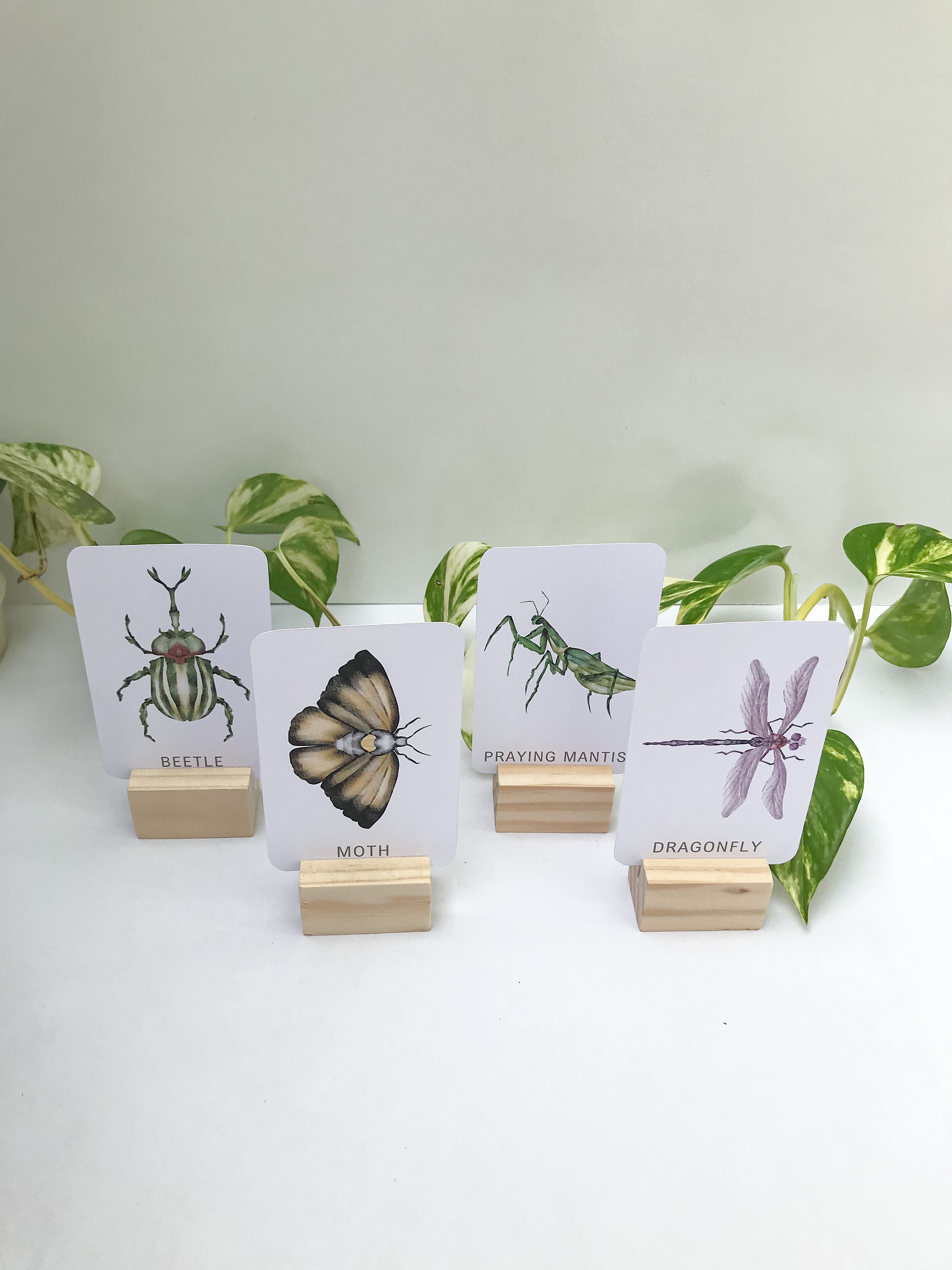 24 Children's Minibeast Flashcards Printable 1, Kids Insect Cards, Bugs ...