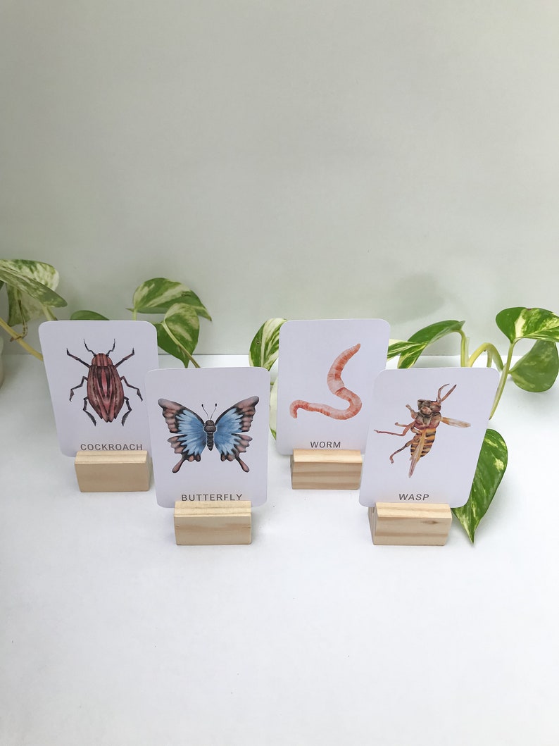 24 Children's Minibeast Flashcards Printable #1, Kids Insect Cards ...