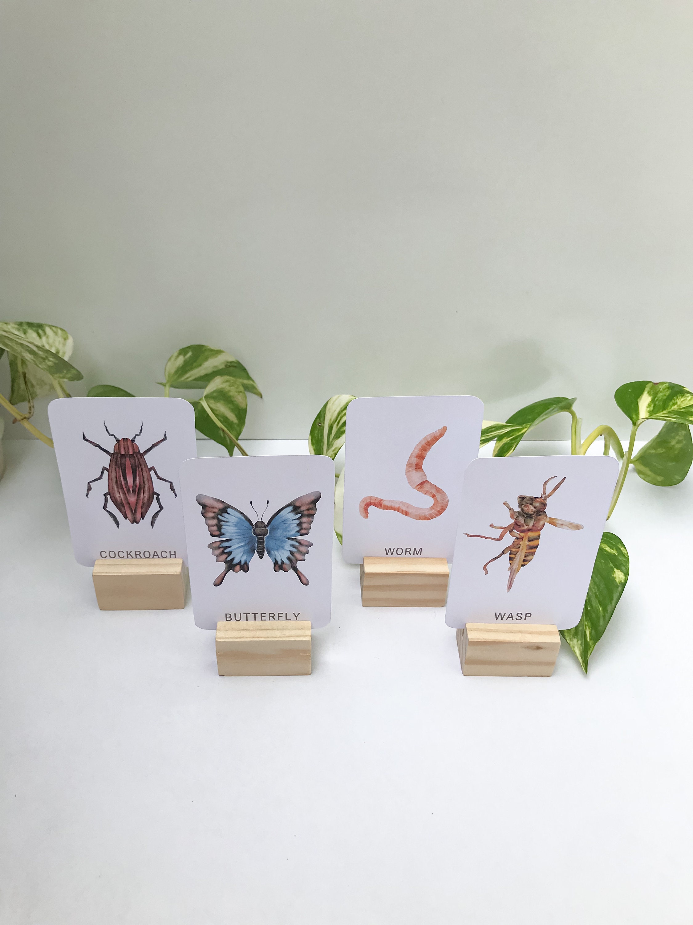 24 Children's Minibeast Flashcards Printable #1, Kids Insect Cards ...