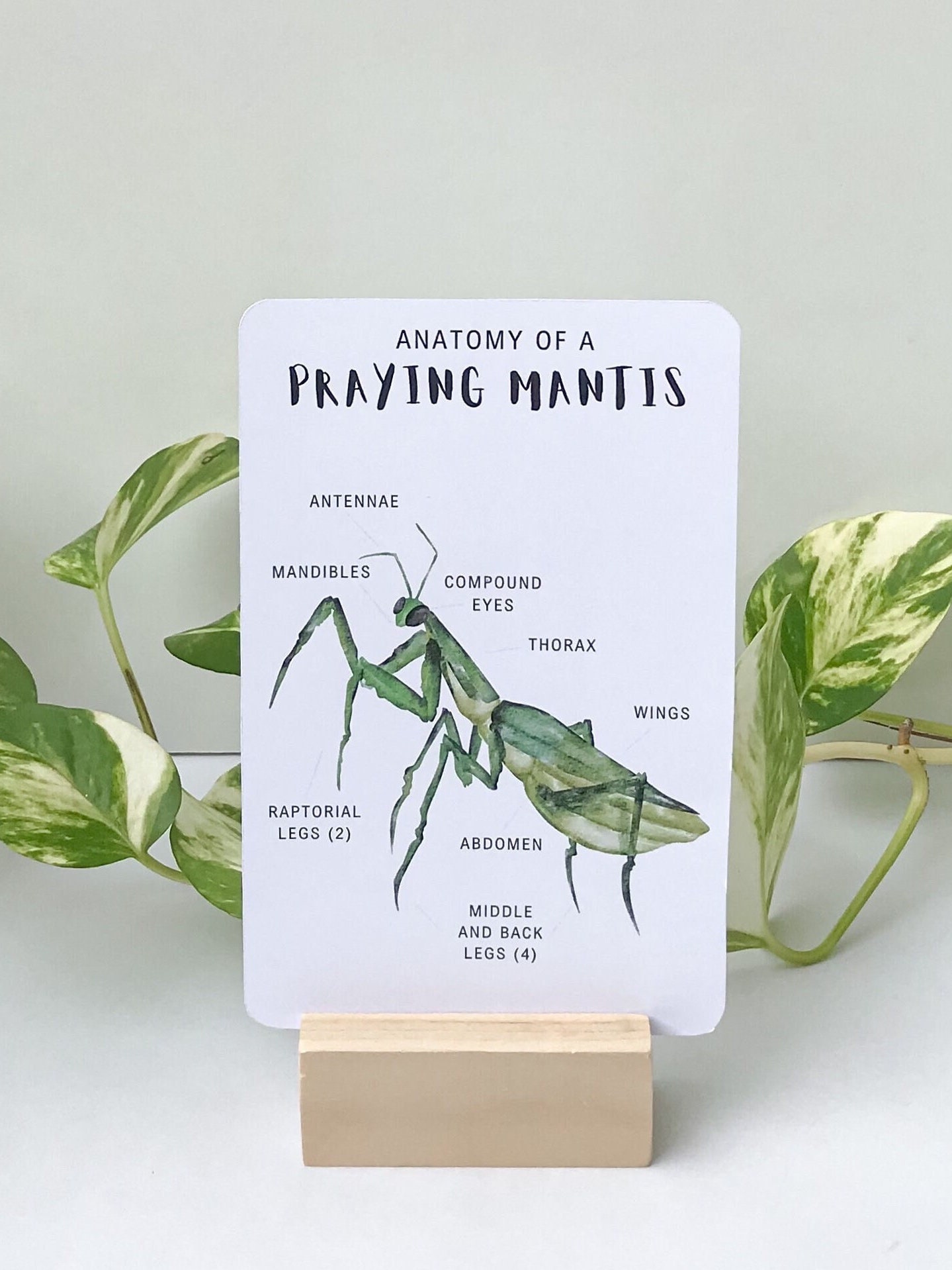 10 Minibeast ANATOMY Cards Printable Children's, Kids Insect Body Part ...