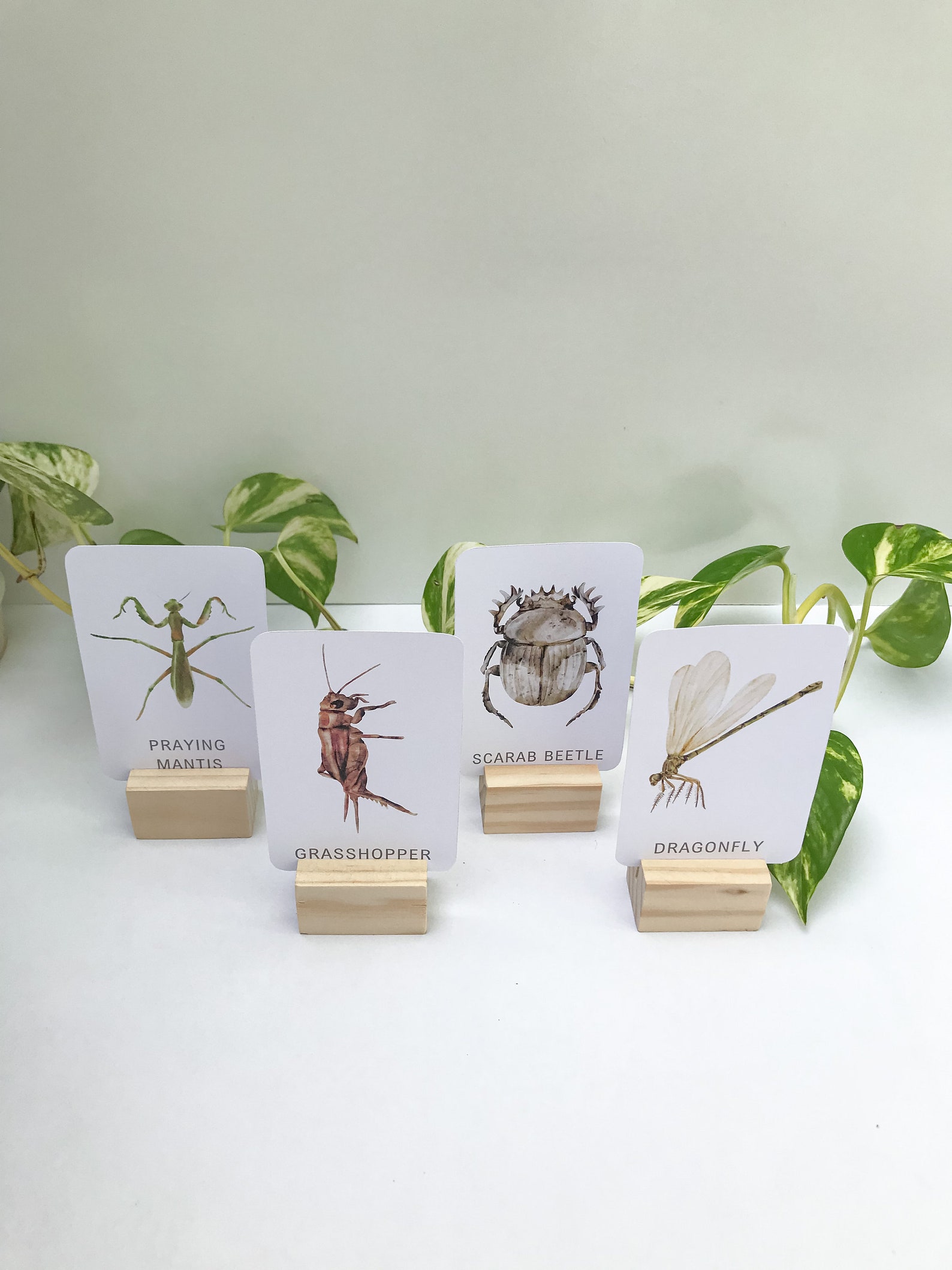 24 Children's Minibeast Flashcards Printable #2, Kids Insect Cards, Bugs, Nature Learning ...