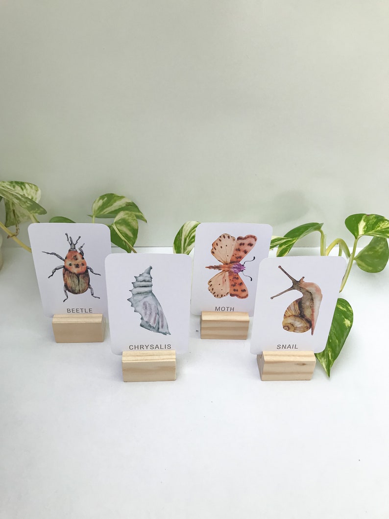24 Children's Minibeast Flashcards Printable #2, Kids Insect Cards ...