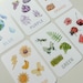11 Childrens Nature Colour Flashcards Printable, Kids Learn Colour ...