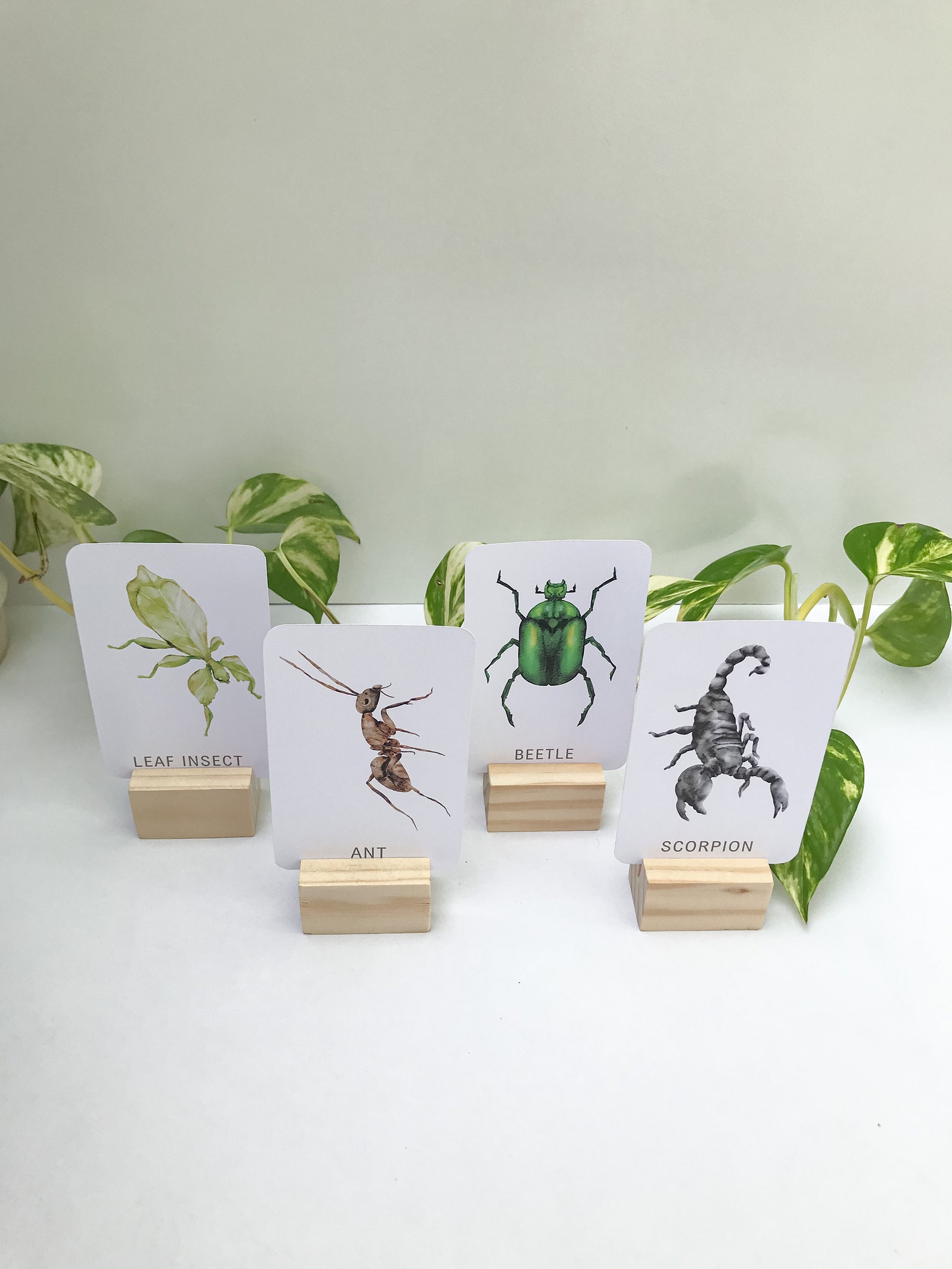 24 Children's Minibeast Flashcards Printable #2, Kids Insect Cards, Bugs, Nature Learning ...