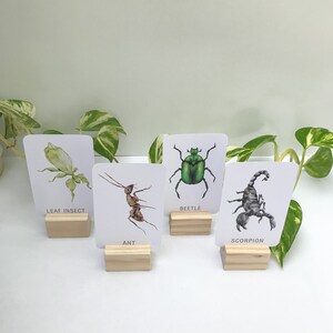 24 Children's Minibeast Flashcards Printable #2, Kids Insect Cards ...