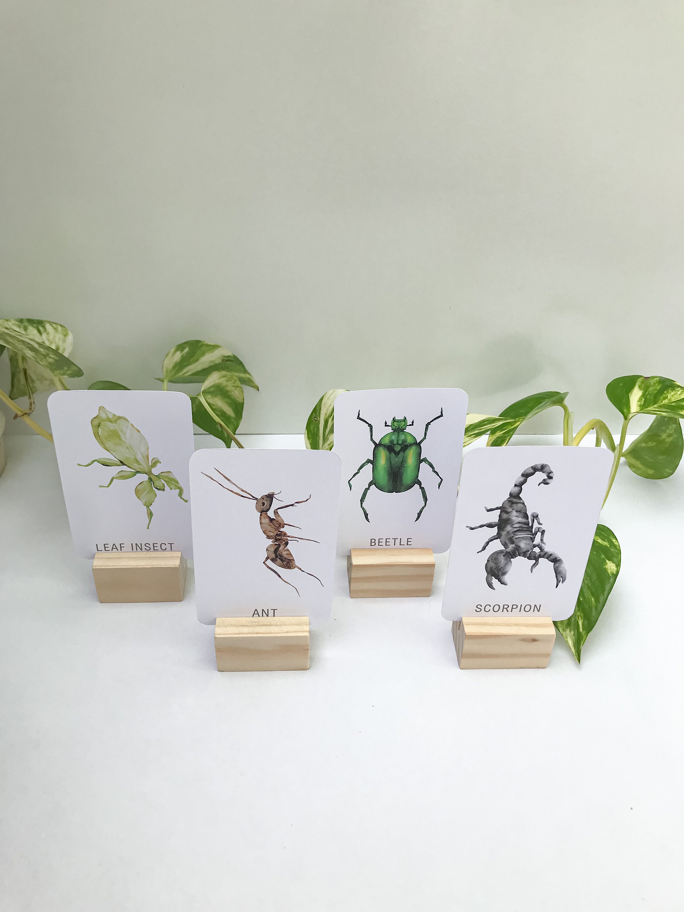 24 Children's Minibeast Flashcards Printable #2, Kids Insect Cards ...