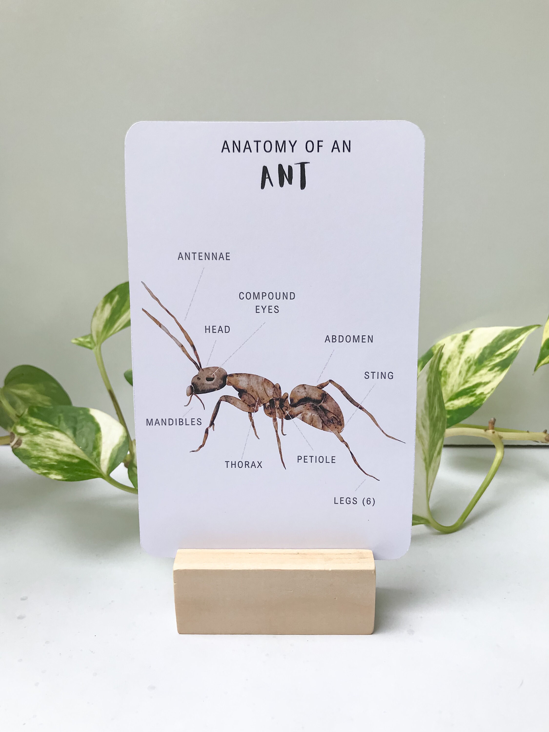 10 Minibeast ANATOMY Cards Printable Children's, Kids Insect Body Part ...