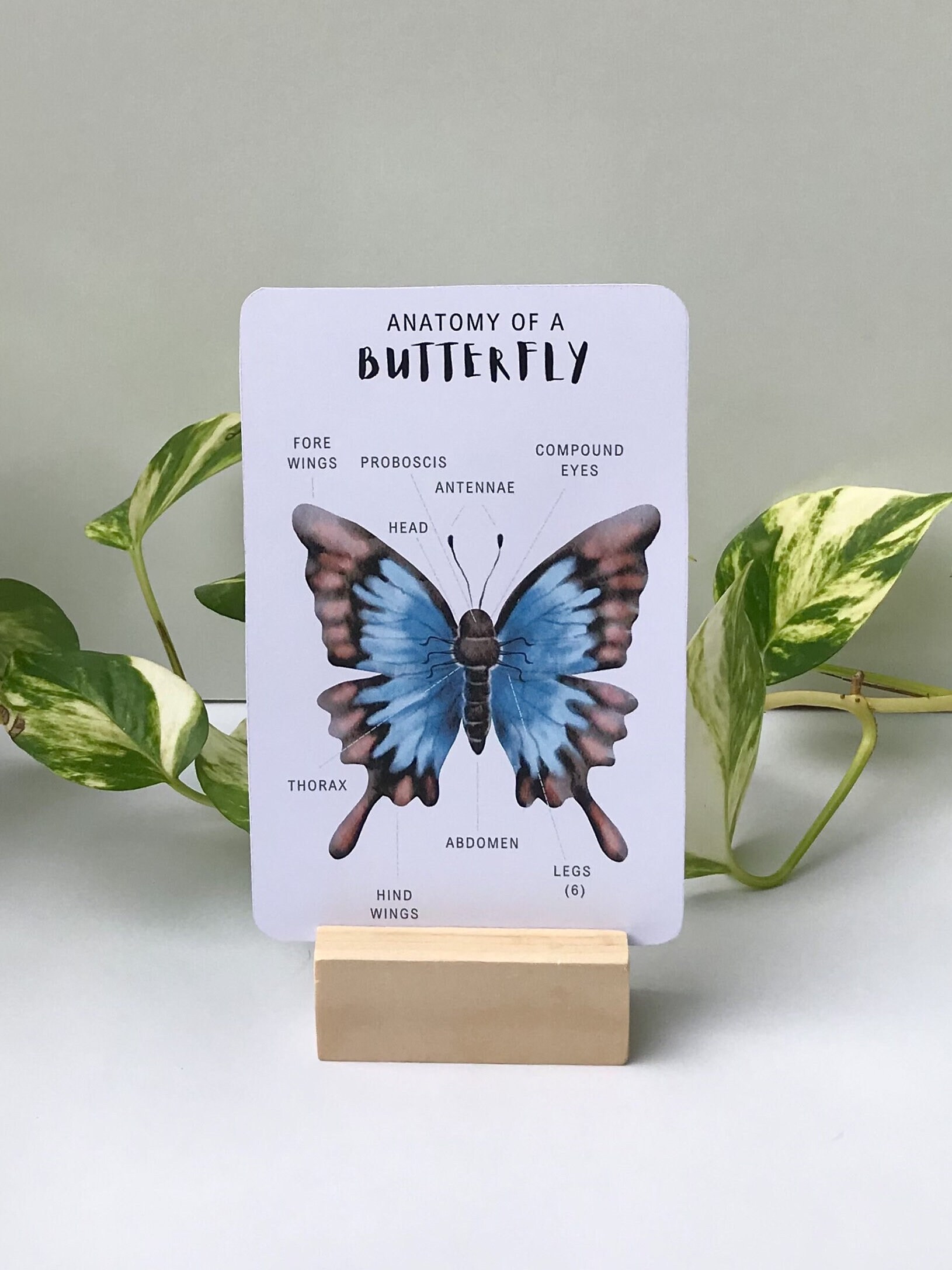 10 Minibeast ANATOMY Cards Printable Children's, Kids Insect Body Part ...