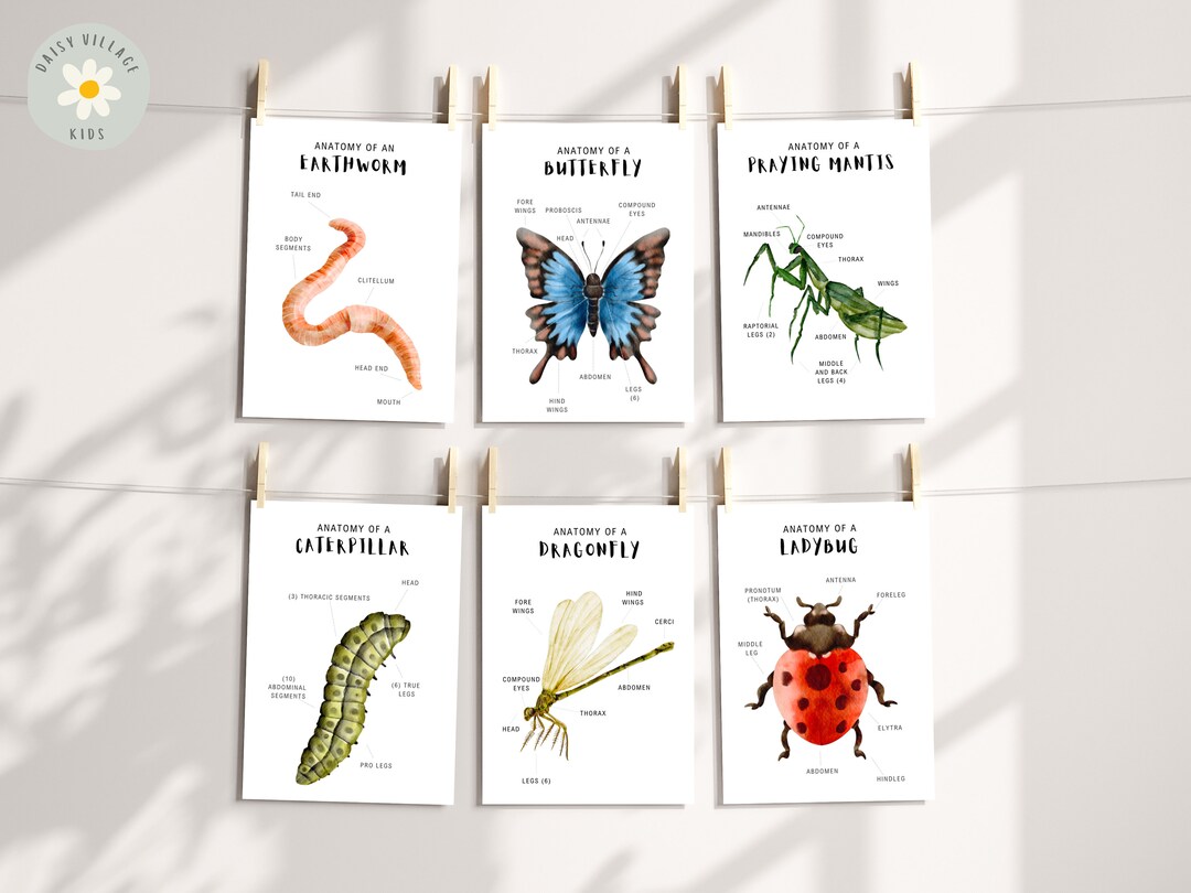 10 Minibeast ANATOMY Cards Printable Children's Kids - Etsy