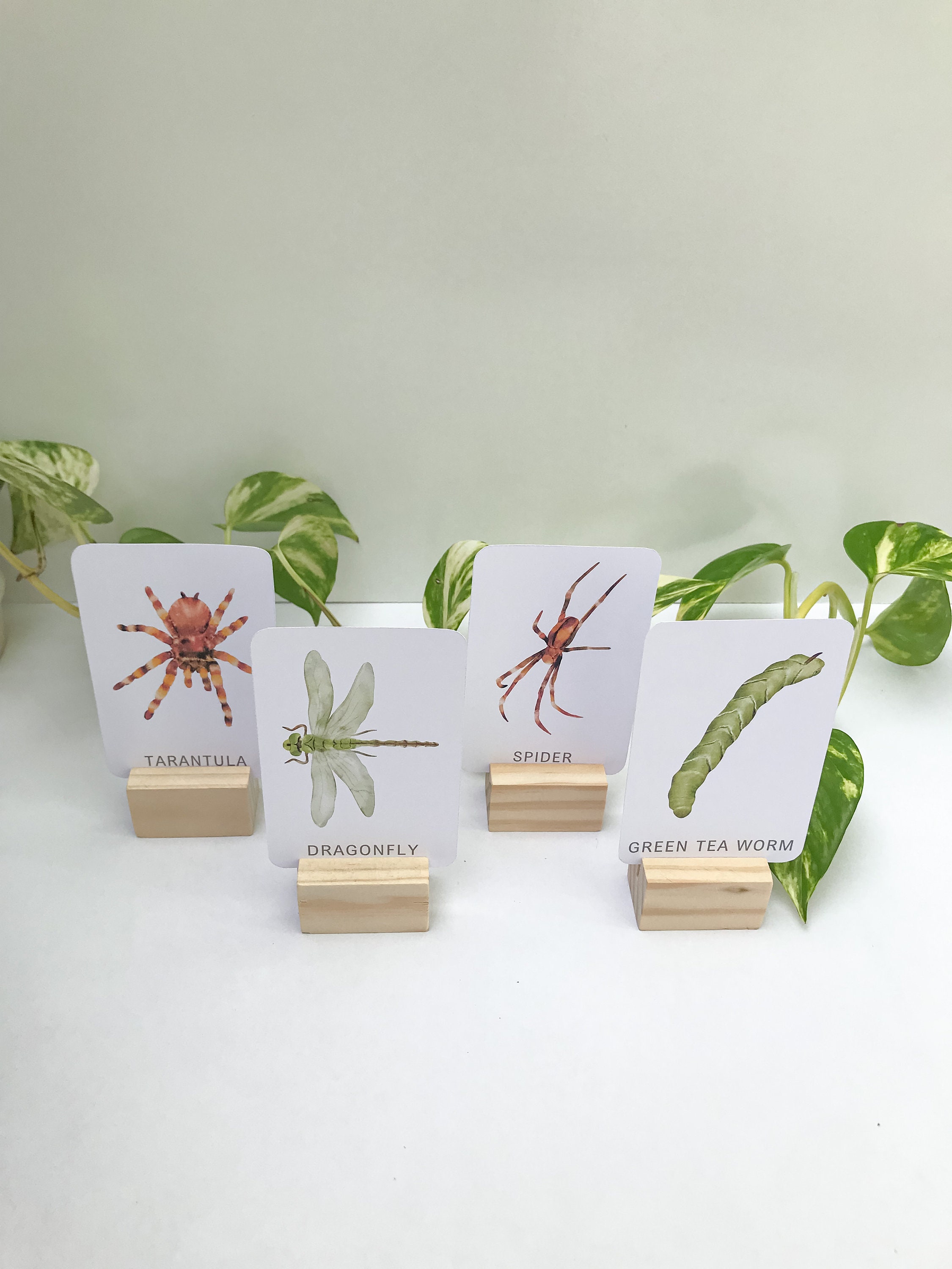 24 Children's Minibeast Flashcards Printable #2, Kids Insect Cards, Bugs, Nature Learning ...