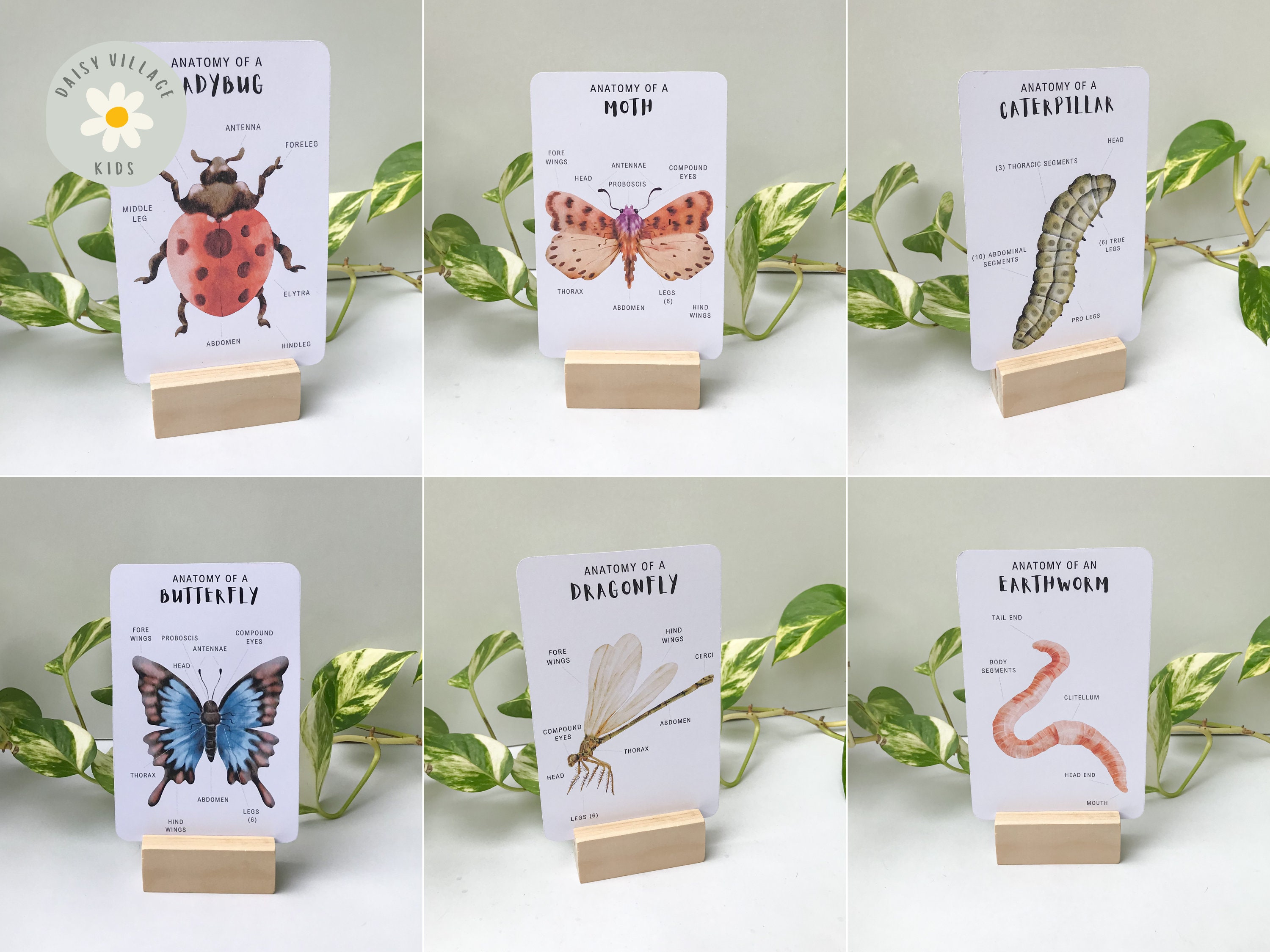 10 Minibeast ANATOMY Cards Printable Children's, Kids Insect Body Part ...