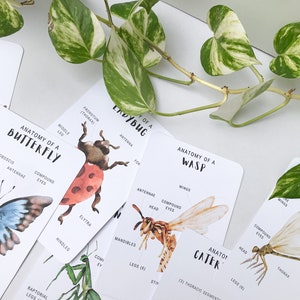 10 Minibeast ANATOMY Cards Printable Children's, Kids Insect Body Part ...