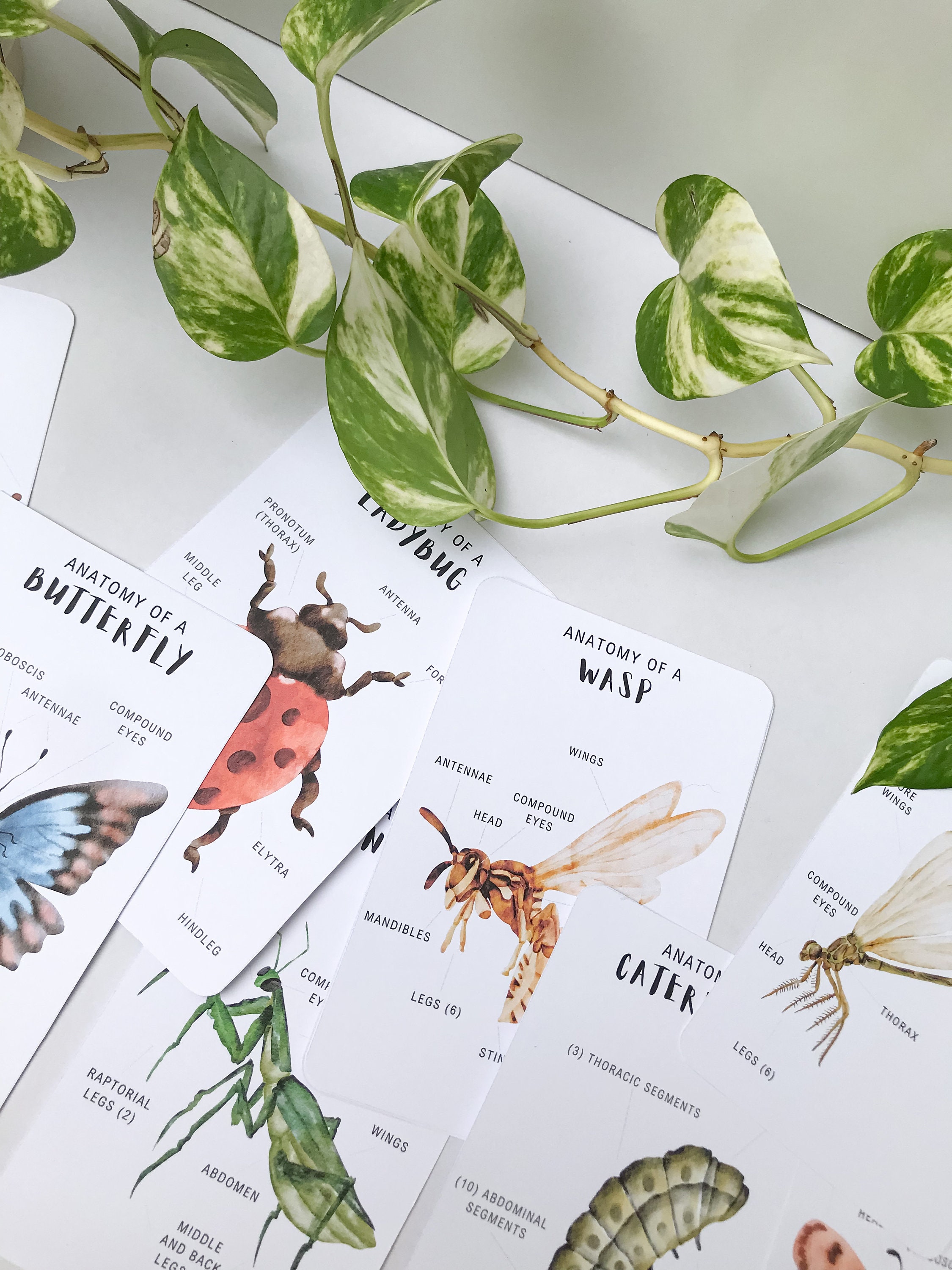 10 Minibeast ANATOMY Cards Printable Children's, Kids Insect Body Part ...
