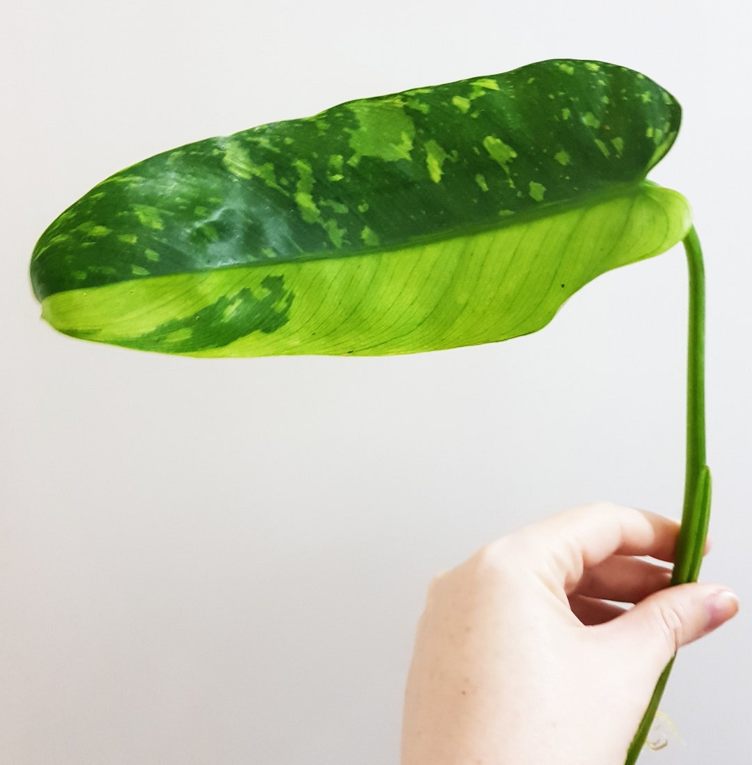 Philodendron Jose Buono, 1 Leaf Half Moon Cutting Rooted With New ...