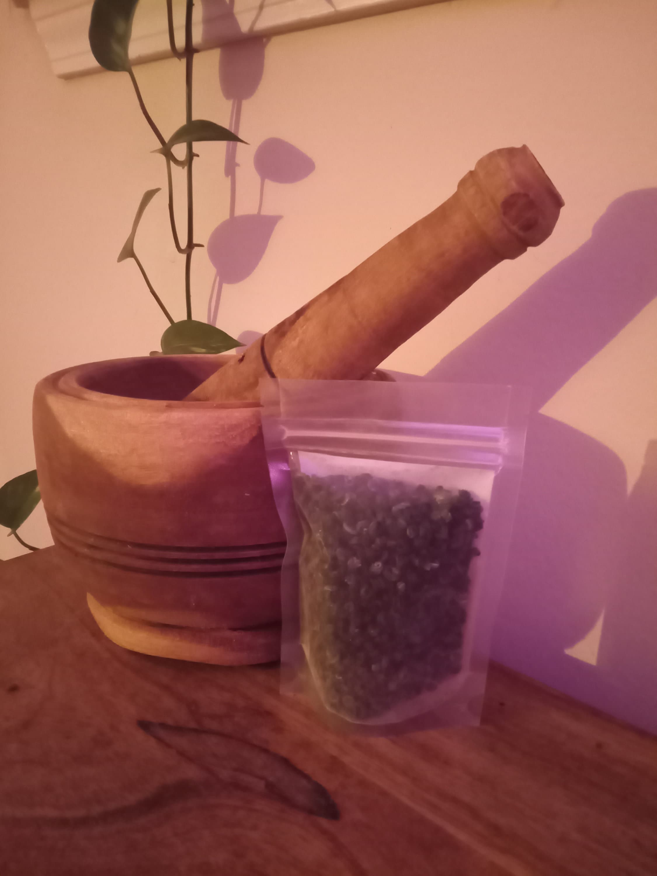 Dried Periwinkle /piom-piom /isam - Etsy