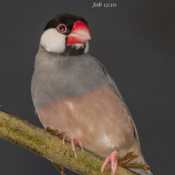 Java Sparrow - Etsy