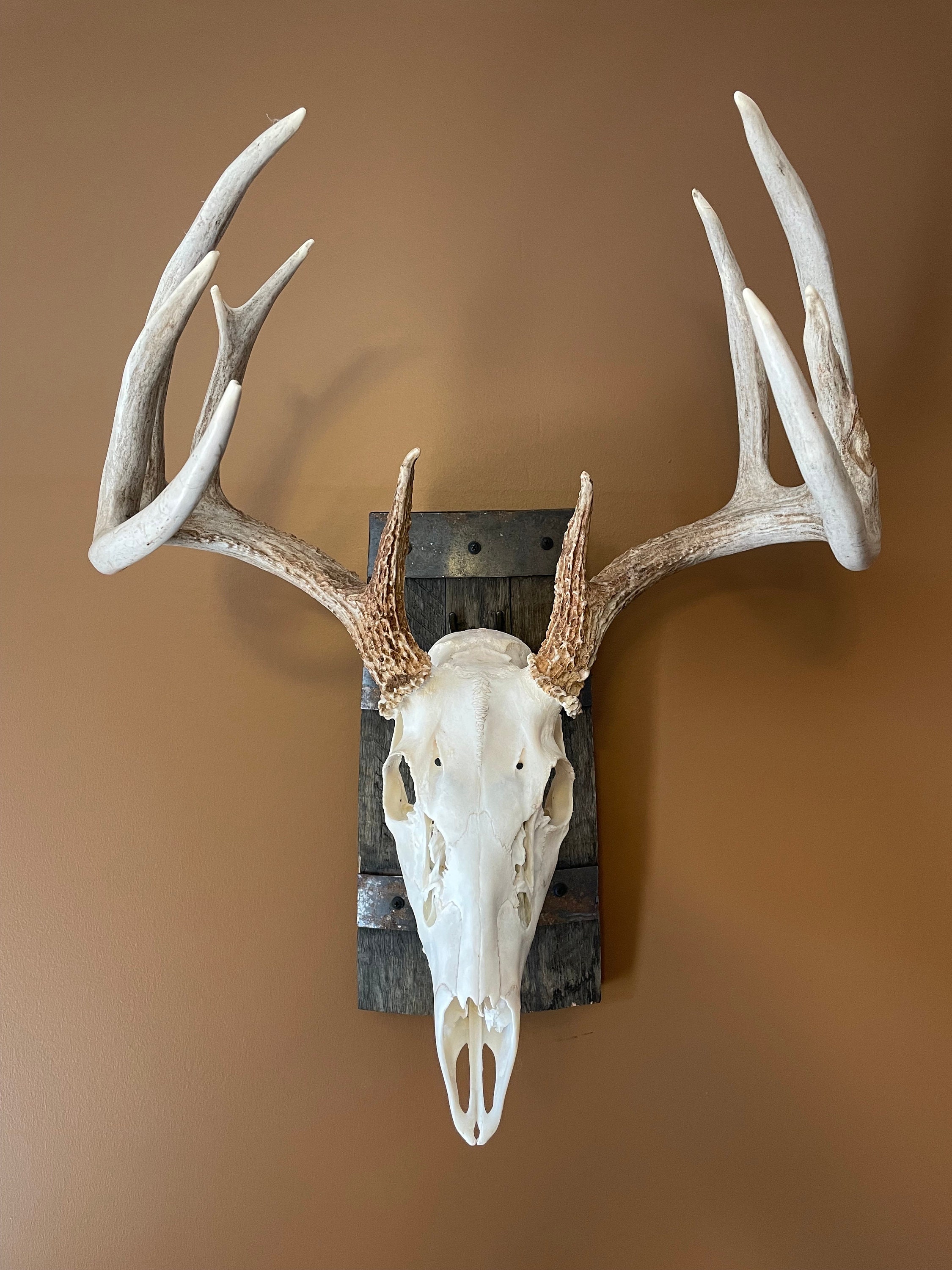 European Mount Plaque With Deer Skull Hanger. Euro Skull Mount Hanger ...