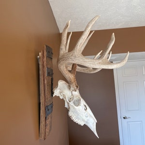 European Mount Plaque With Deer Skull Hanger. Euro Skull Mount Hanger ...