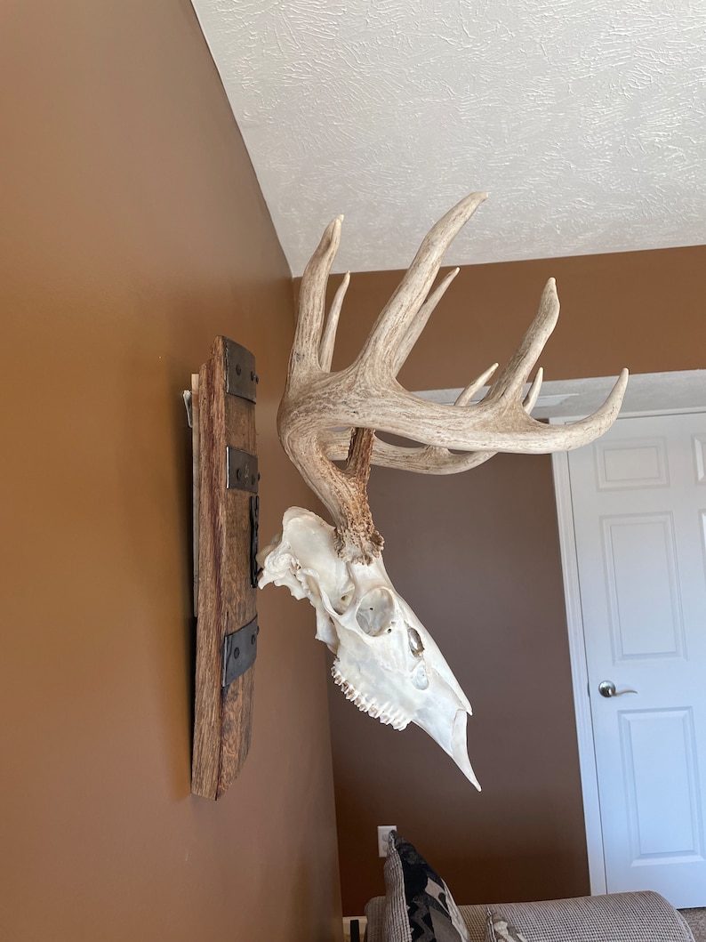 European Mount Plaque With Deer Skull Hanger. Euro Skull Mount - Etsy
