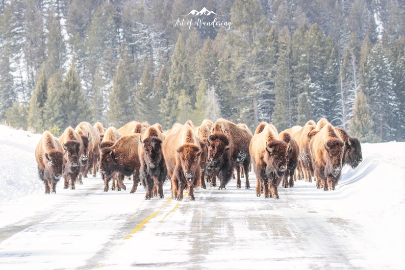 Bison Photograph - Wildlife Photo - Wildlife - Fine Art Print ...