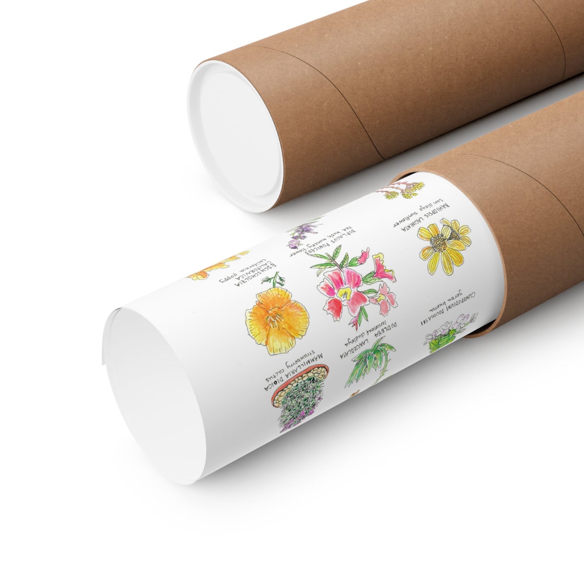 San Diego Native Flower Plants Poster California Native - Etsy