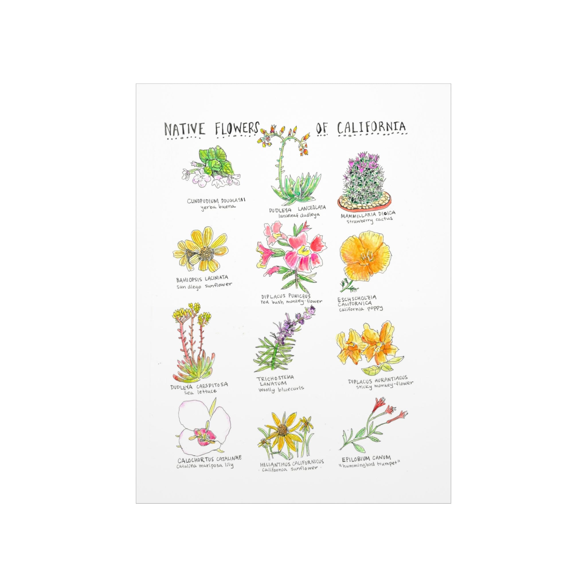 San Diego Native Flower Plants Poster | California Native Flowers ...