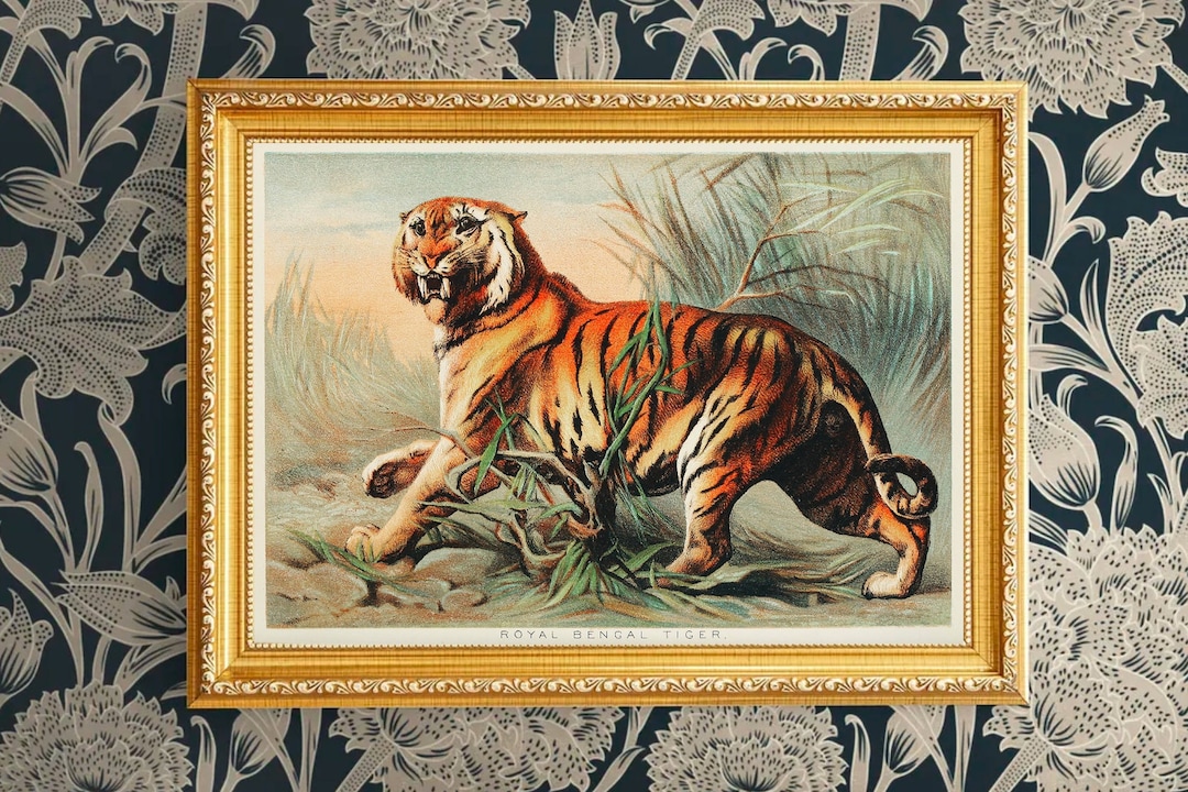 Royal Bengal Tiger From Johnson's Household Book of Nature 1880 Poster ...