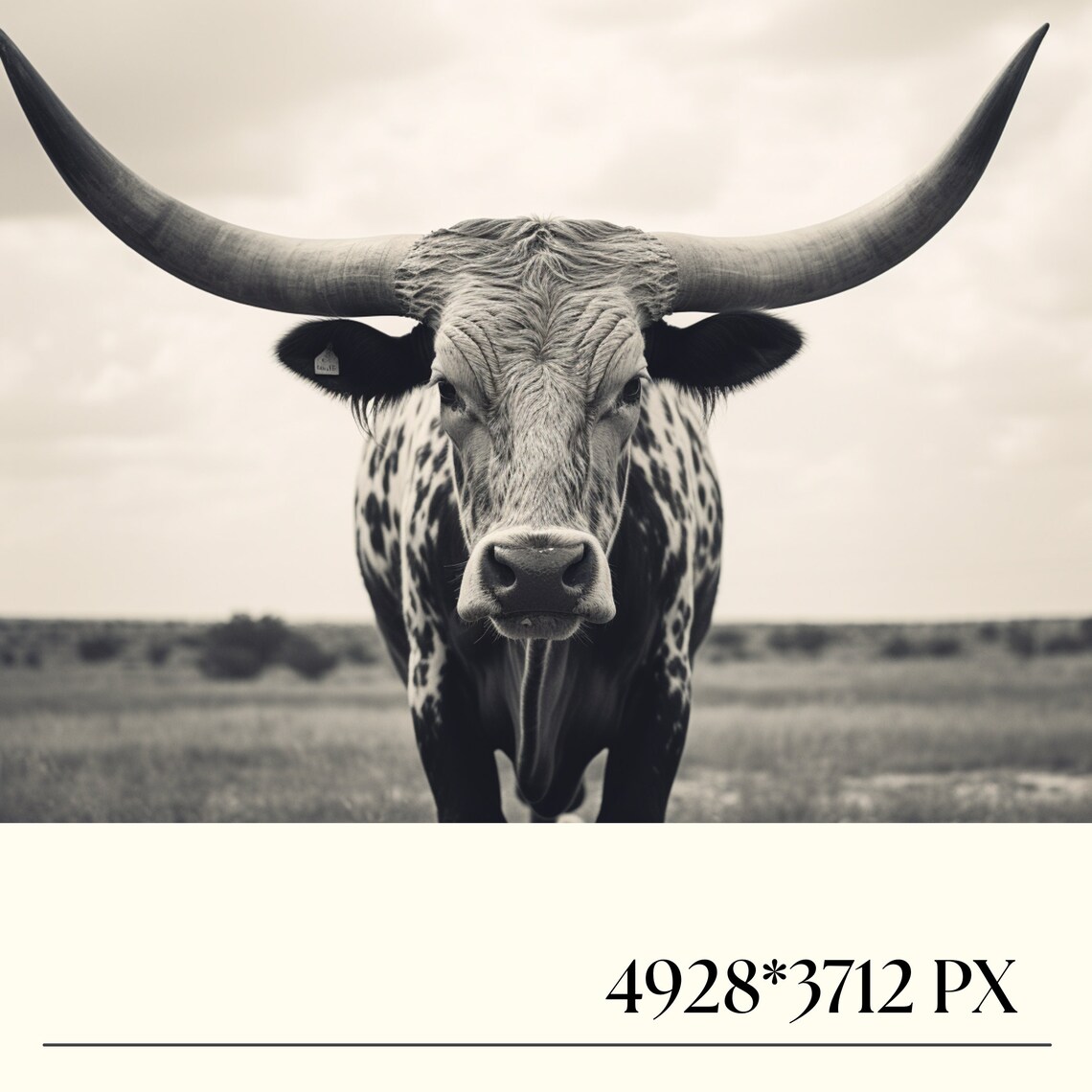 Texas Longhorn Art Print Longhorn Wall Decor Longhorn Print Longhorn ...
