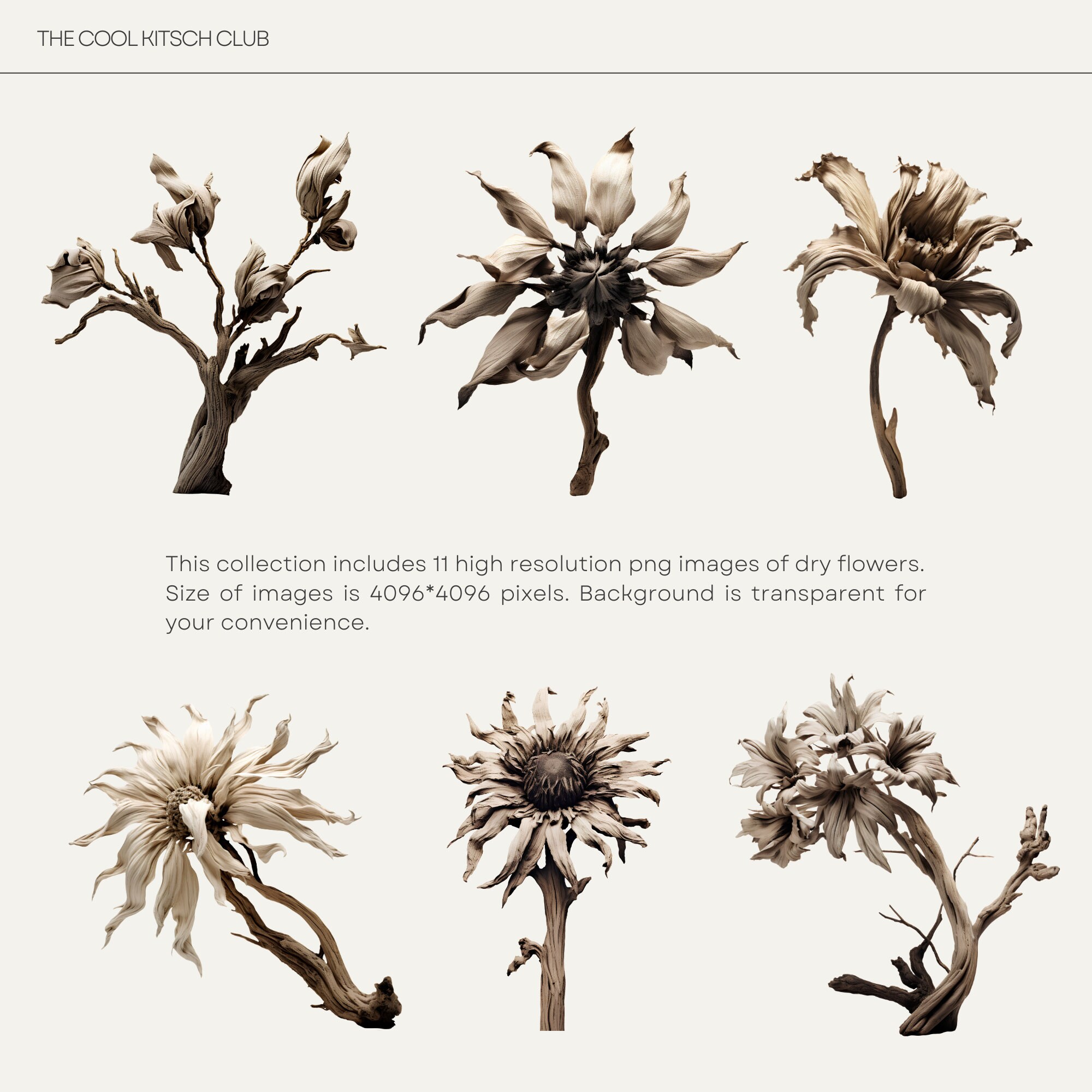Dry Flowers Clipart Bundle 5 PNG Dried Autumn Flowers Spices Floral ...