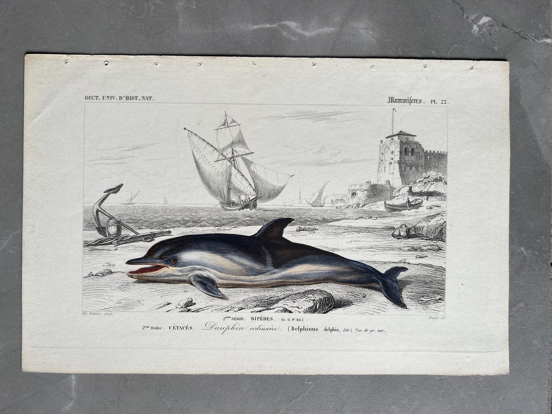 Antique Dolphin Illustration - 19th-century Natural History Print ...