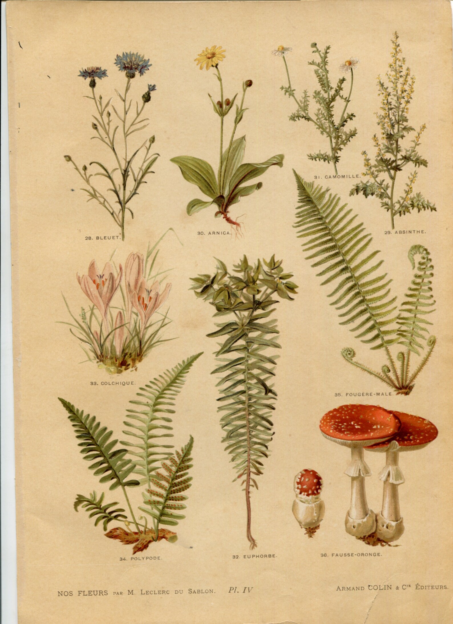 Antique Botanical Illustration nos Fleurs Medicinal Plants and Fungi ...