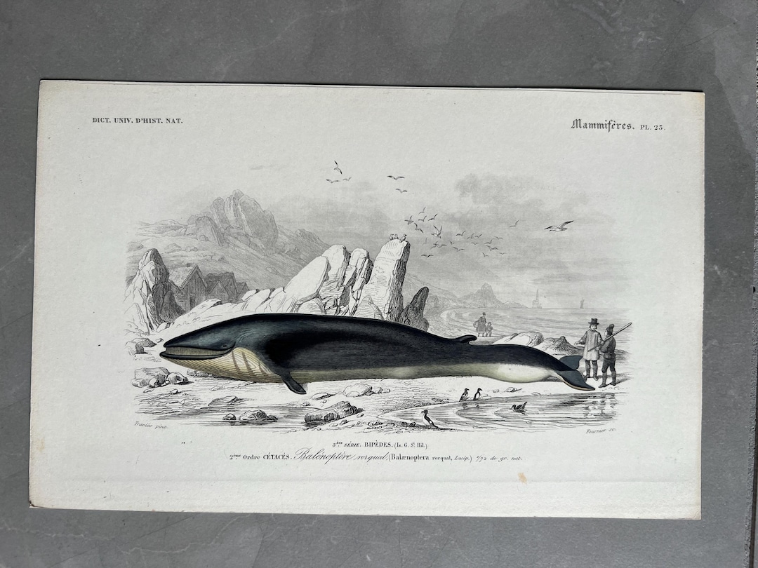 Antique Blue Whale Natural History Print by Edouard TRAVIES (1809-1869 ...