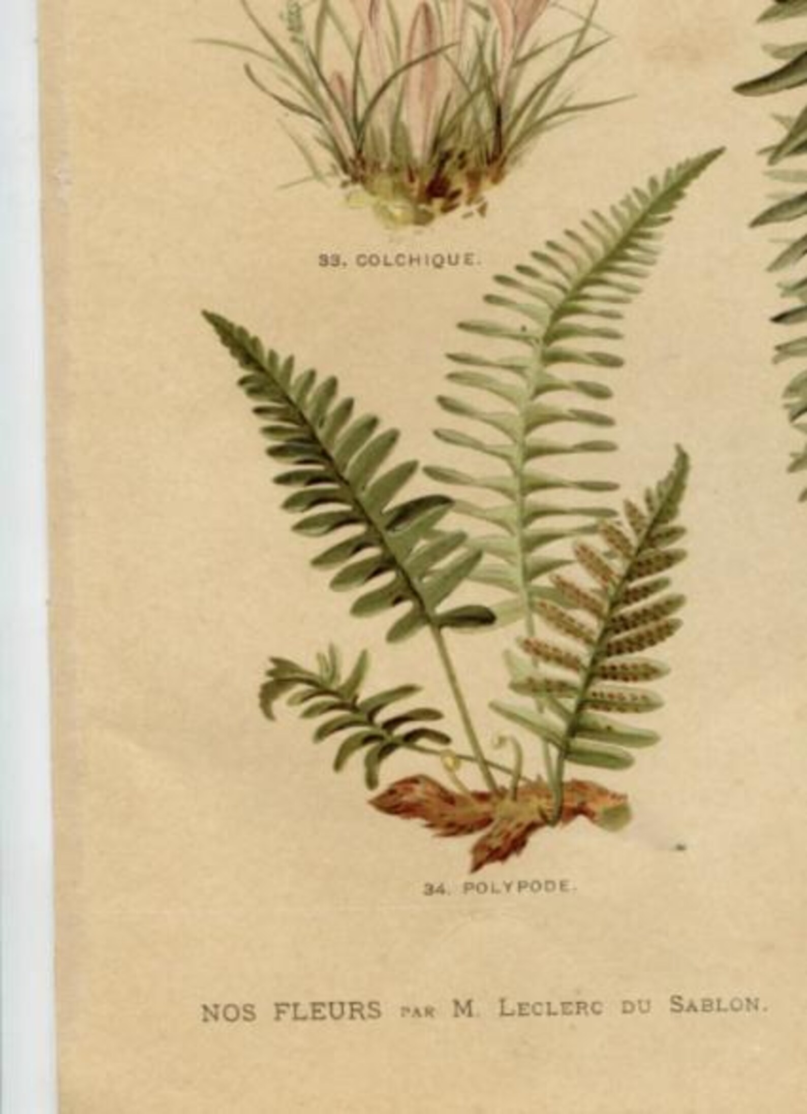 Antique Botanical Illustration nos Fleurs Medicinal Plants and Fungi ...