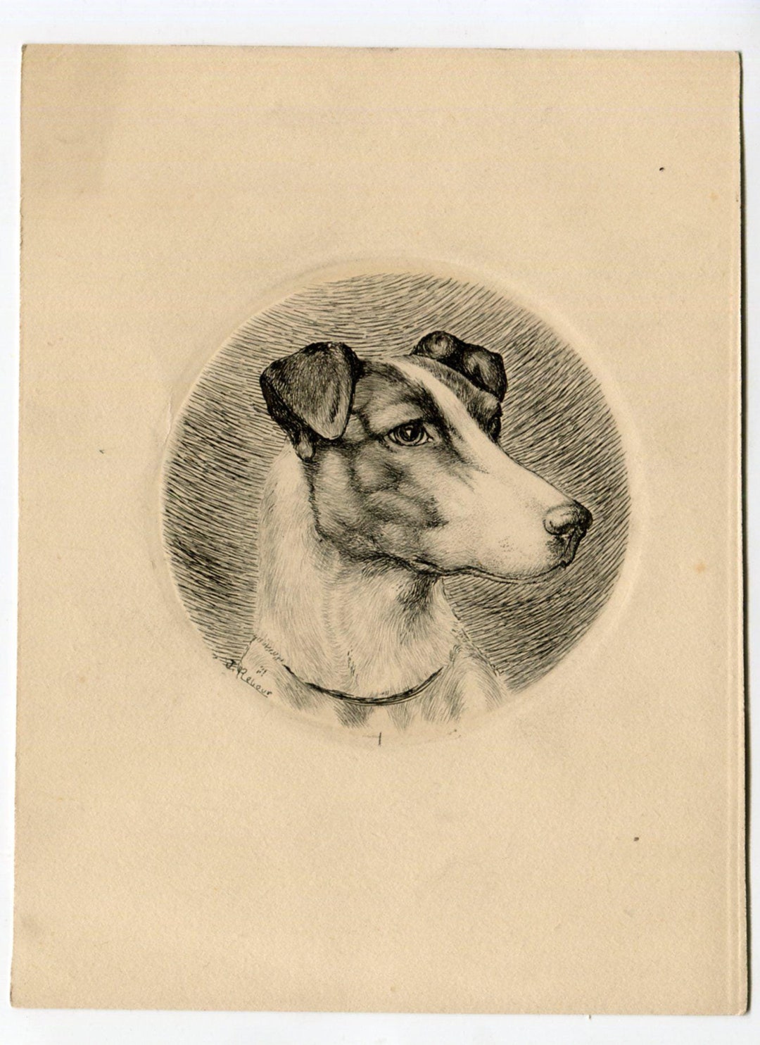 Vintage Etching of a Fox Terrier Art Jacques REBOUR (XX) Dog Portrait ...